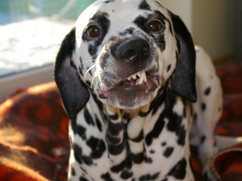 Friday feeling and a smiling Dalmatian! - Janet McMeekin